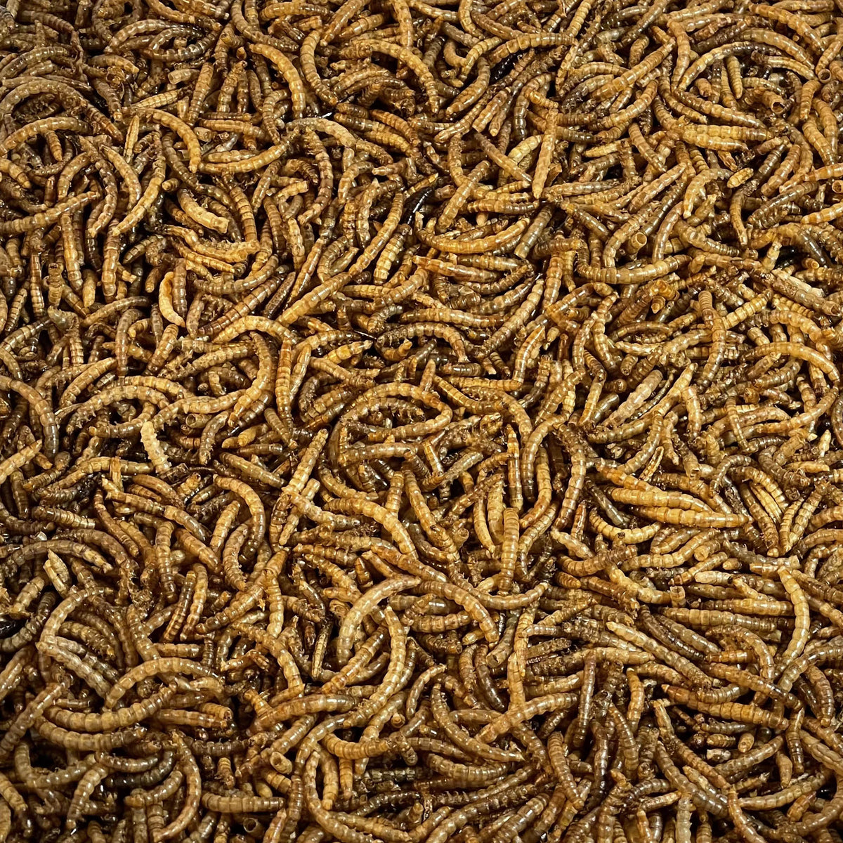 Vers de farine séchés – NutriK9plus